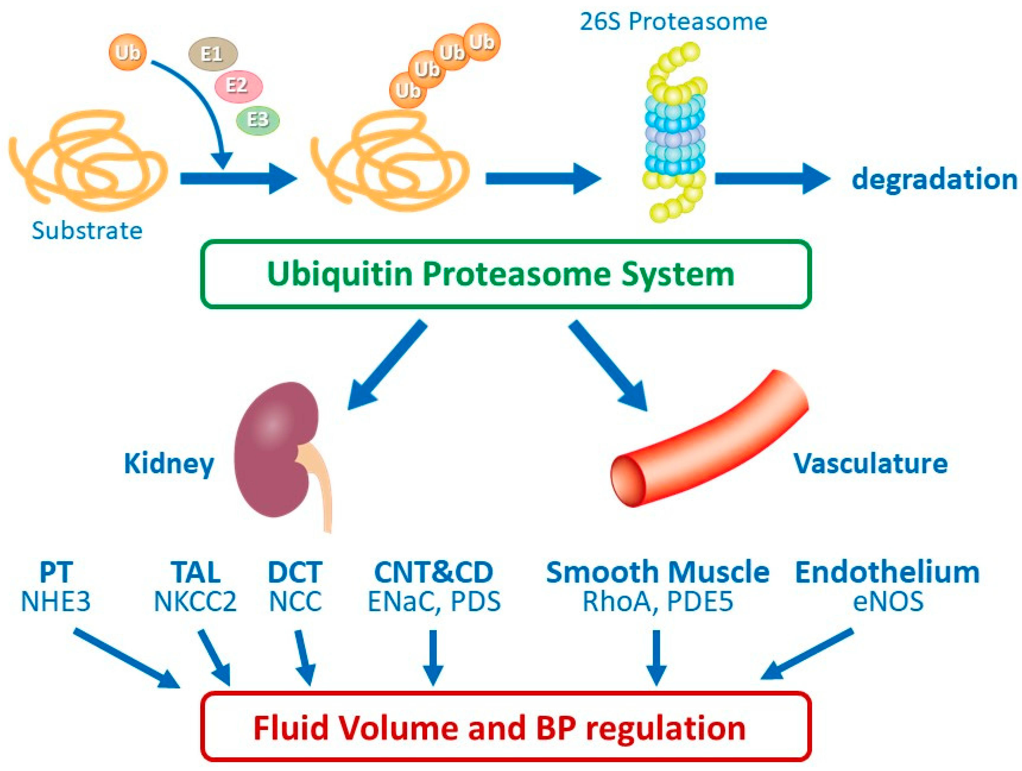 Ijms Free Full Text Role Of The Ubiquitin Proteasome System In The