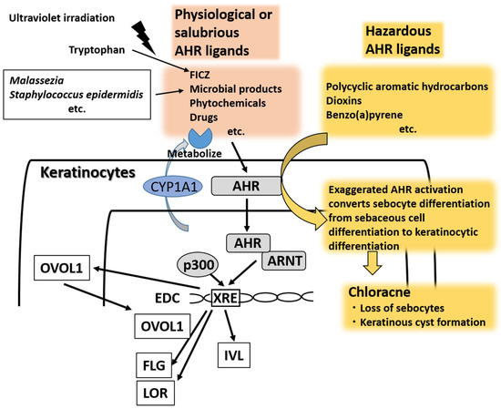Regulation of Filaggrin, Loricrin, and Involucrin by IL-4, IL-13, IL ...