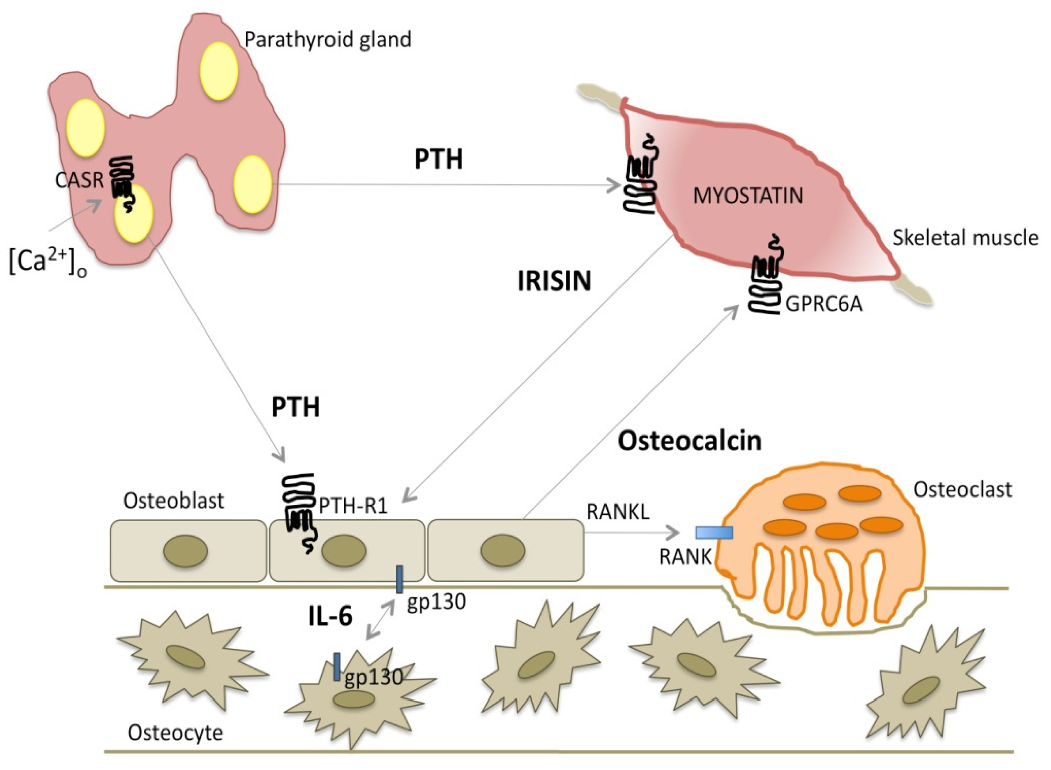 Parathyroid Hormone Mechanism Parathyroid Hormone Mechanism