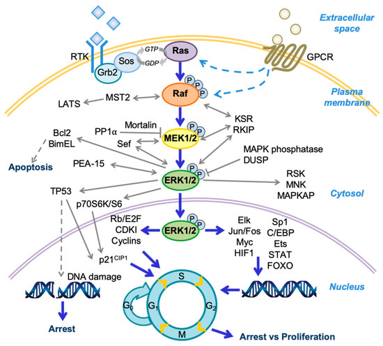 IJMS | Free Full-Text | Growth Inhibitory Signaling of the Raf/MEK/ERK Pathway