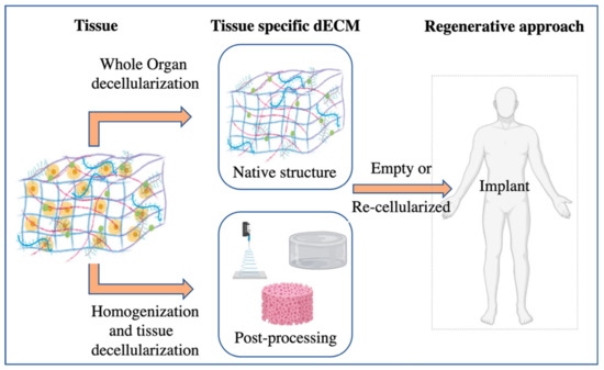 Tissue-Specific Decellularization Methods: Rationale and Strategies to ...