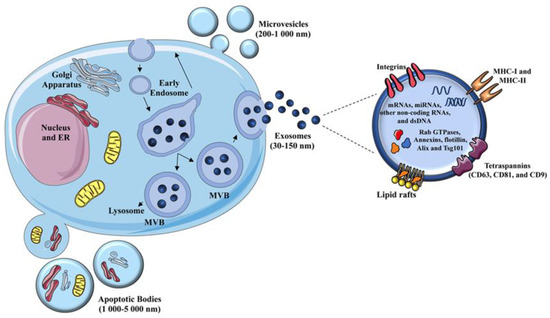FcεRI Signaling in the Modulation of Allergic Response: Role of Mast ...