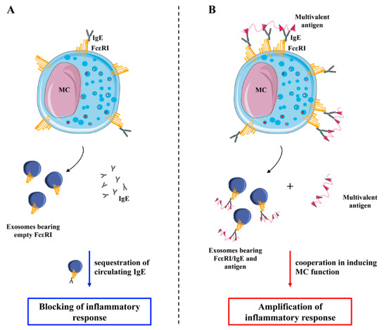 FcεRI Signaling in the Modulation of Allergic Response: Role of Mast ...