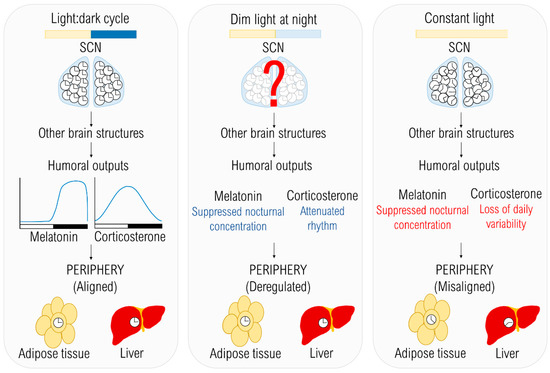 Differential Effects of Constant Light and Dim Light at Night on the ...