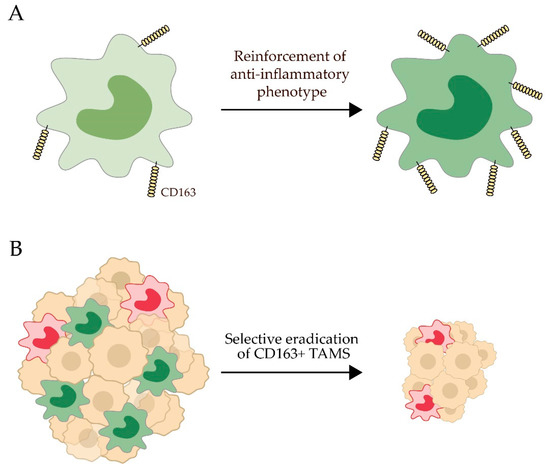 Targeting of CD163+ Macrophages in Inflammatory and Malignant Diseases