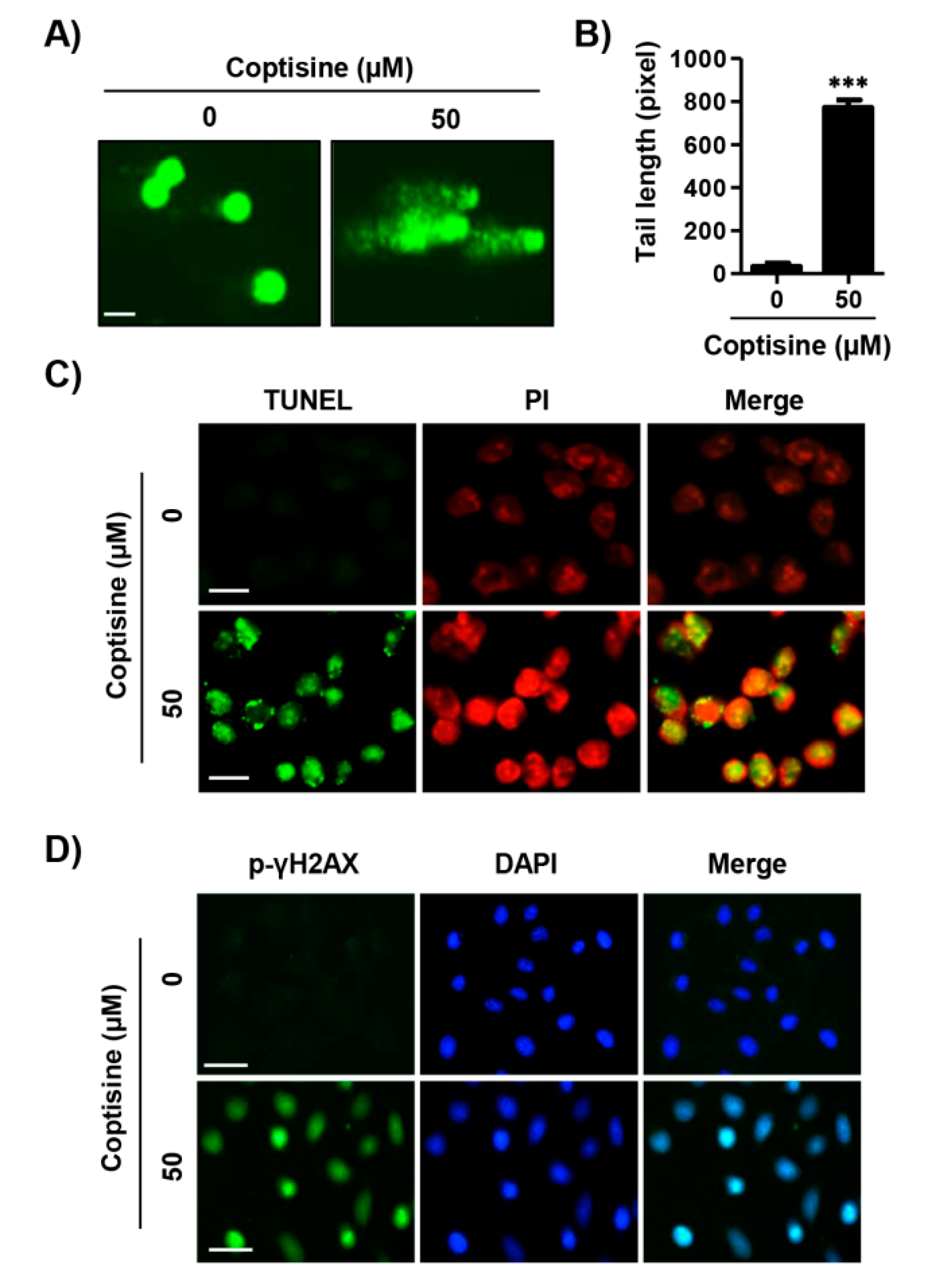 IJMS | Free Full-Text | Induction of Apoptosis by Coptisine in Hep3B ...