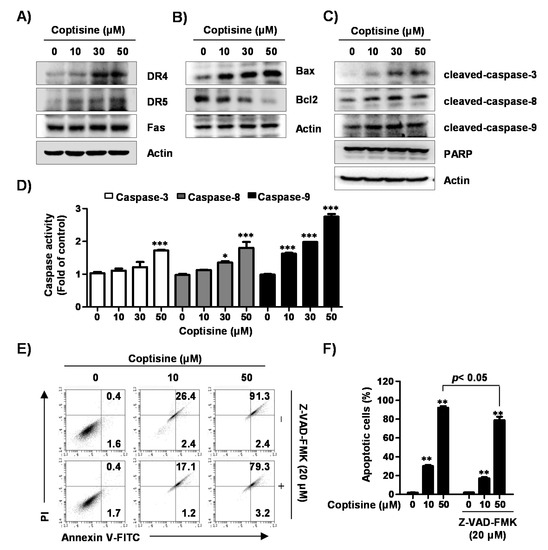 IJMS | Free Full-Text | Induction of Apoptosis by Coptisine in Hep3B ...