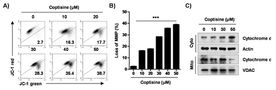 IJMS | Free Full-Text | Induction of Apoptosis by Coptisine in Hep3B ...