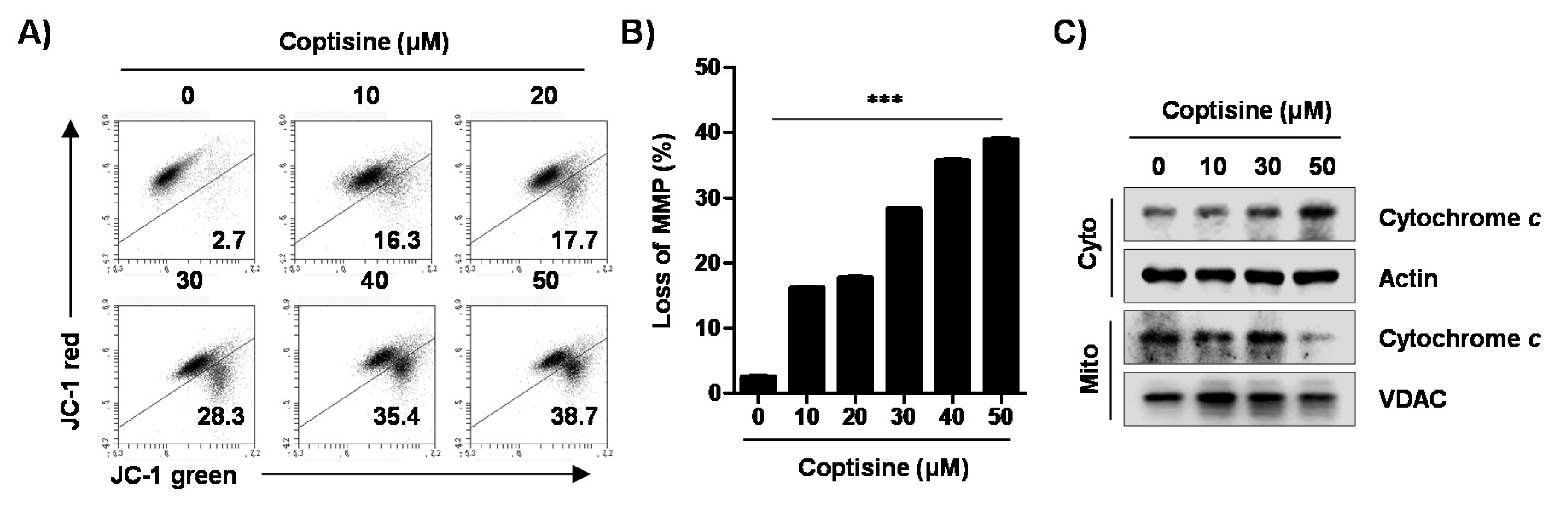 IJMS | Free Full-Text | Induction of Apoptosis by Coptisine in Hep3B ...