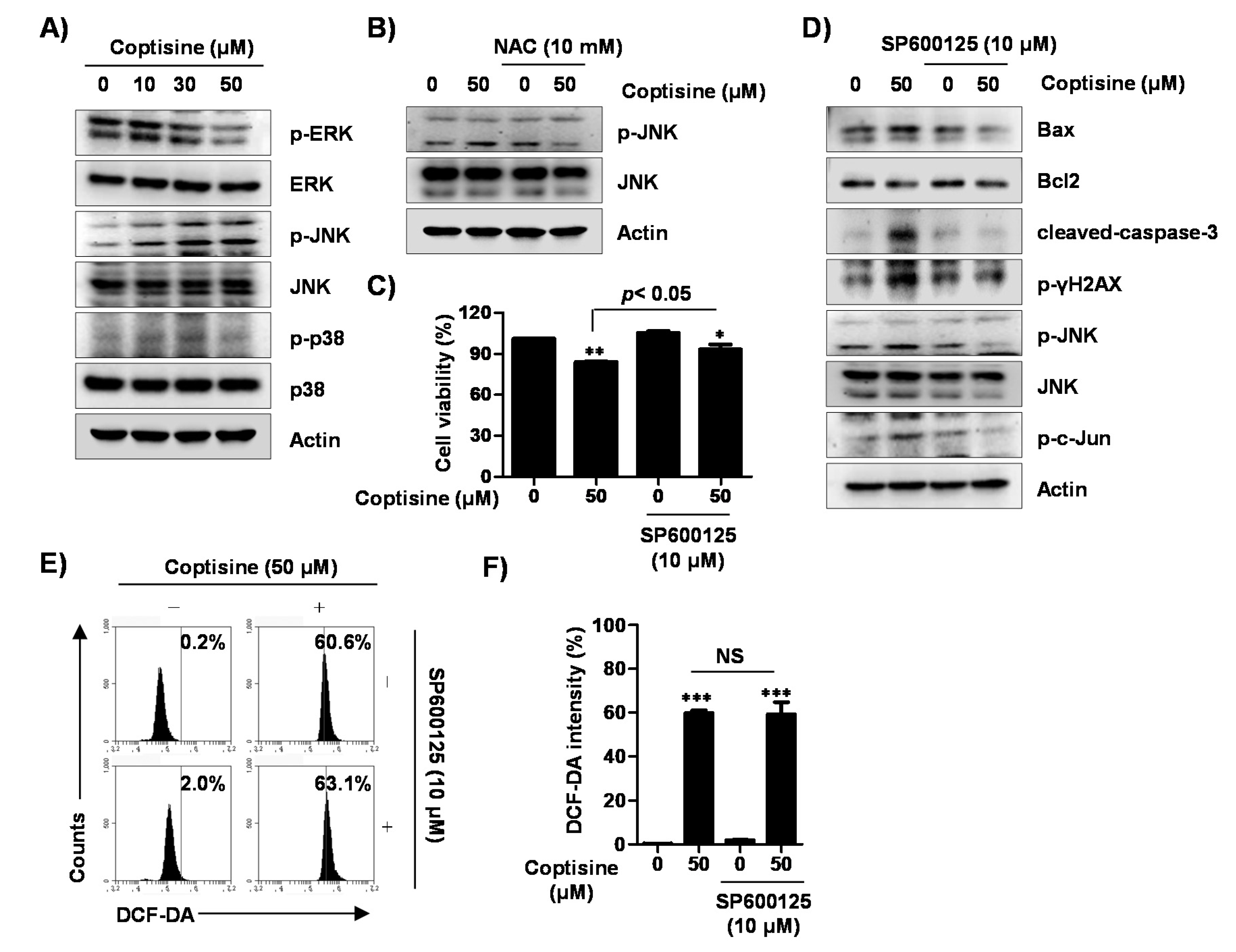 IJMS | Free Full-Text | Induction of Apoptosis by Coptisine in Hep3B ...