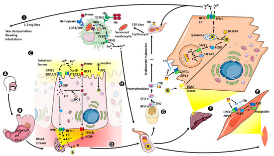 Iron Metabolism in Obesity and Metabolic Syndrome