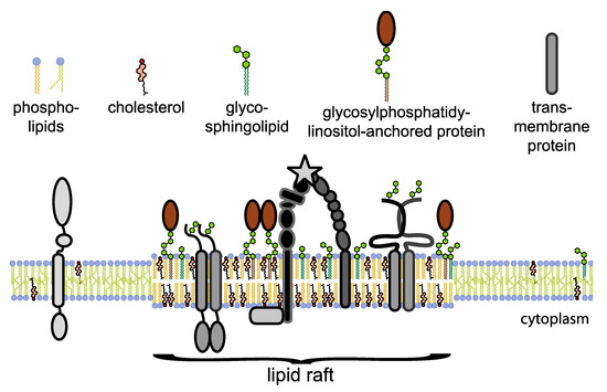 Roles of Membrane Domains in Integrin-Mediated Cell Adhesion