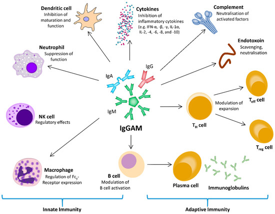 Use of Intravenous Immunoglobulins in Sepsis Therapy—A Clinical View