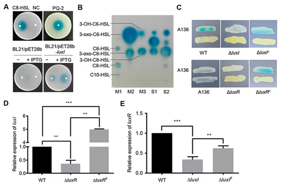 The LuxI/LuxR-Type Quorum Sensing System Regulates Degradation of ...