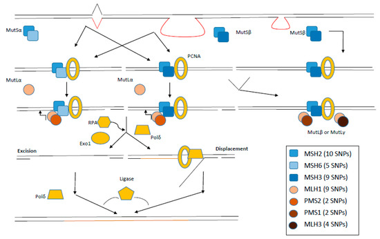DNA Mismatch Repair Gene Variants in Sporadic Solid Cancers
