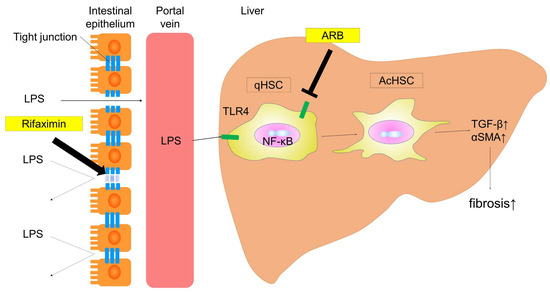 IJMS | Special Issue : Liver–Gut Axis