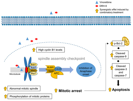 IJMS | Free Full-Text | Discovery of Novel Agents on Spindle Assembly ...