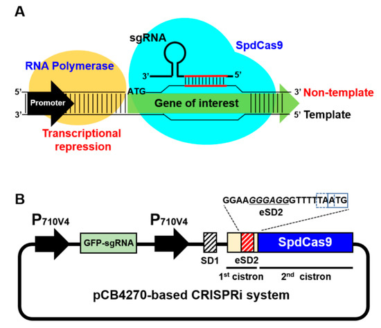 IJMS | Free Full-Text | Development of CRISPR Interference (CRISPRi ...