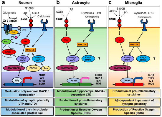Involvement of p38 MAPK in Synaptic Function and Dysfunction