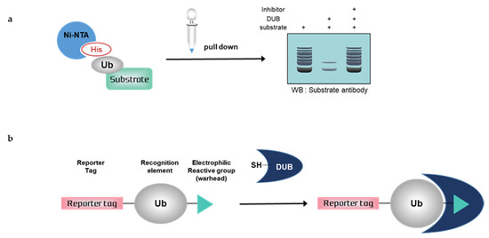 Assay Systems for Profiling Deubiquitinating Activity