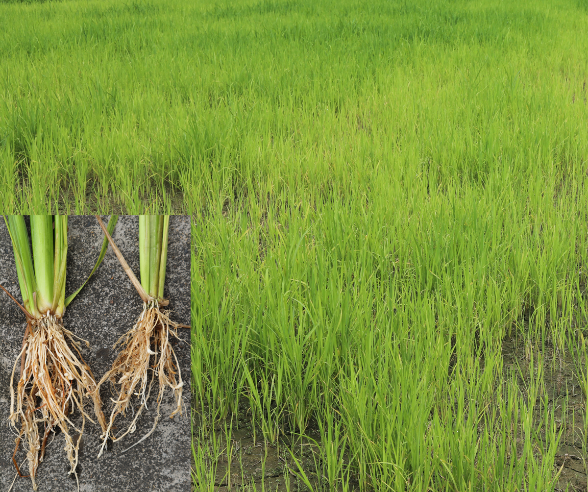 IJMS | Free Full-Text | Proteome-Wide Analyses Provide New Insights ...