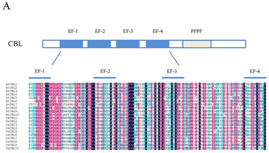 The CBL–CIPK Pathway in Plant Response to Stress Signals