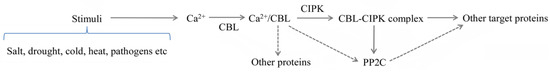 The CBL–CIPK Pathway in Plant Response to Stress Signals