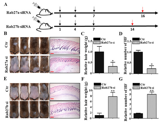 Inhibition of Rab27a and Rab27b Has Opposite Effects on the Regulation ...