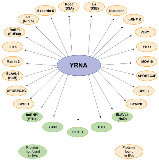 IJMS | Free Full-Text | YRNAs and YRNA-Derived Fragments as New Players ...