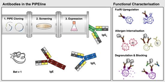IJMS | Free Full-Text | Filling the Antibody Pipeline in Allergy: PIPE ...