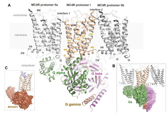 Structural Complexity and Plasticity of Signaling Regulation at the ...