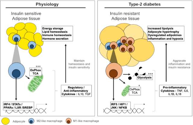 IJMS | Free Full-Text | Metabolic and Molecular Mechanisms of ...