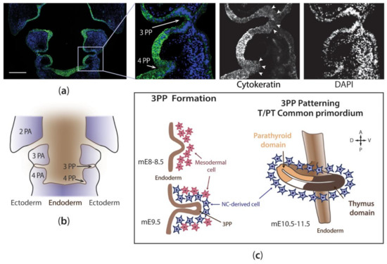 Thymus Inception: Molecular Network in the Early Stages of Thymus ...