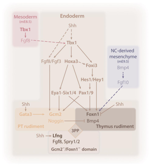 Thymus Inception: Molecular Network in the Early Stages of Thymus ...