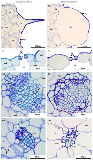 IJMS | Free Full-Text | Comparative Analyses of the Self-Sealing ...