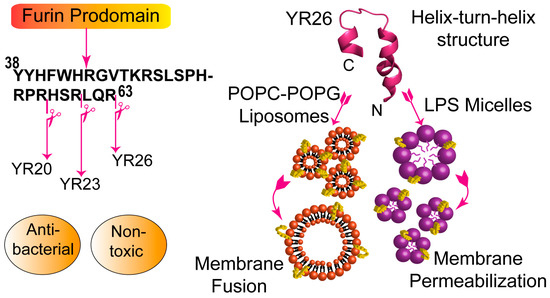 Design, Engineering and Discovery of Novel α-Helical and β-Boomerang ...