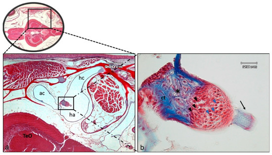 Expression and Localization of BDNF/TrkB System in the Zebrafish Inner Ear