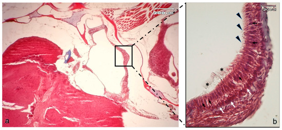 Expression and Localization of BDNF/TrkB System in the Zebrafish Inner Ear
