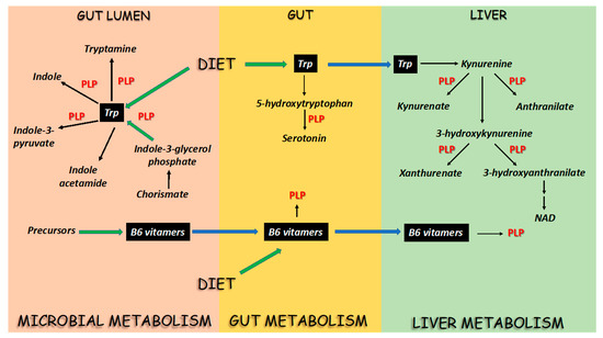 Pyridoxal 5′-Phosphate-Dependent Enzymes at the Crossroads of Host–Microbe Tryptophan Metabolism