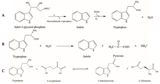 Pyridoxal 5′-Phosphate-Dependent Enzymes at the Crossroads of Host–Microbe Tryptophan Metabolism