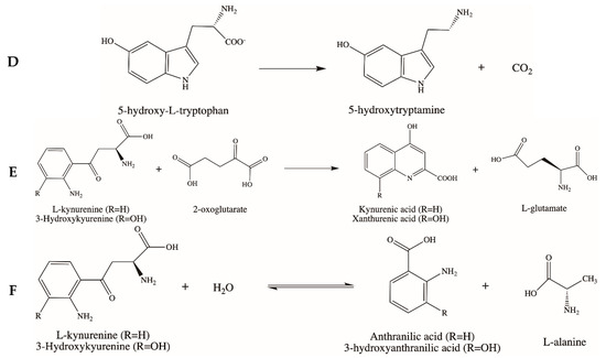 Pyridoxal 5′-Phosphate-Dependent Enzymes at the Crossroads of Host–Microbe Tryptophan Metabolism
