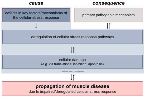 Ijms Free Full Text Cellular Stress In The Pathogenesis Of Muscular