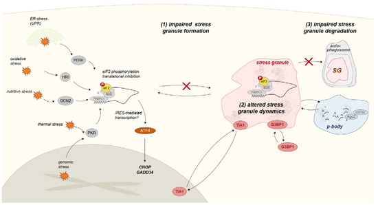 Cellular Stress in the Pathogenesis of Muscular Disorders—From Cause to ...