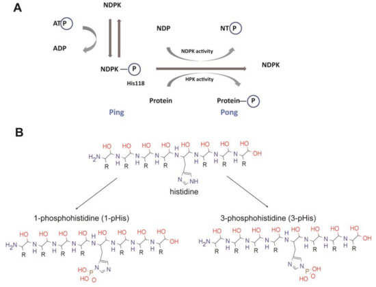 NME/NM23/NDPK and Histidine Phosphorylation