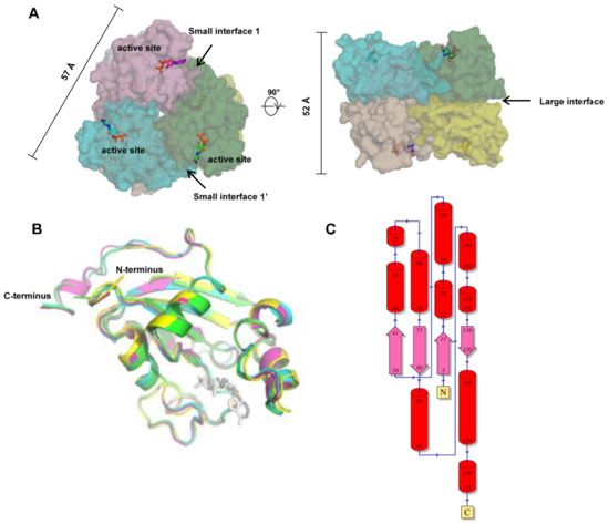 NME/NM23/NDPK and Histidine Phosphorylation