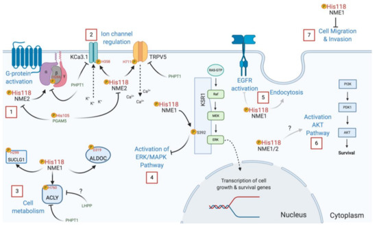 NME/NM23/NDPK and Histidine Phosphorylation
