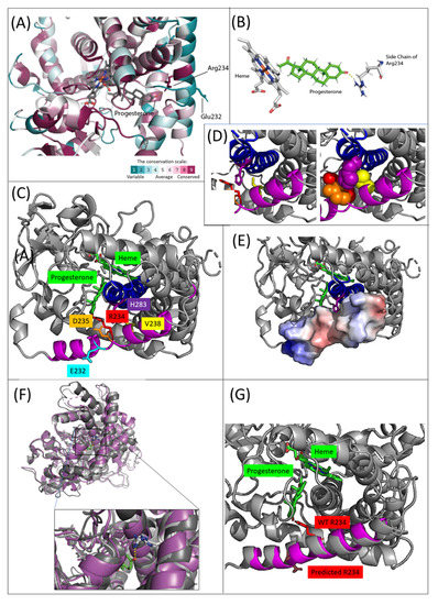 In Silico Structural and Biochemical Functional Analysis of a Novel ...