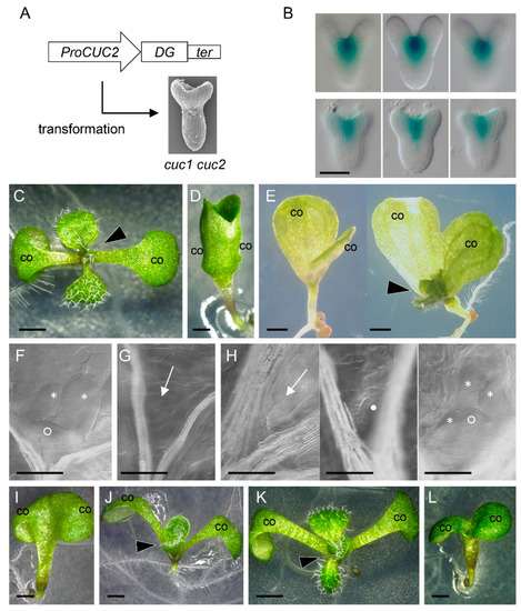 Establishment of the Embryonic Shoot Meristem Involves Activation of ...