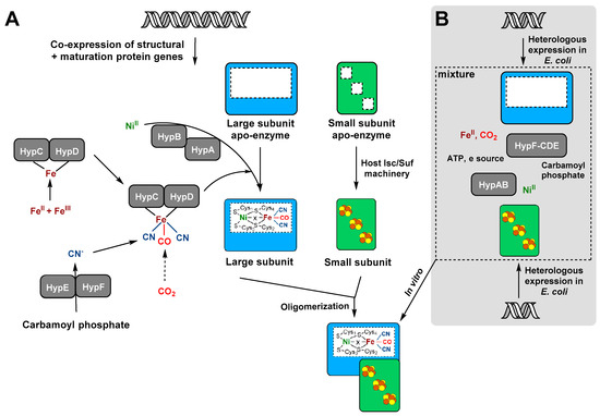 Heterologous Hydrogenase Overproduction Systems for Biotechnology—An ...