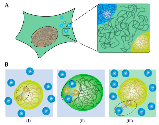Liquid–Liquid Phase Separation in Crowded Environments